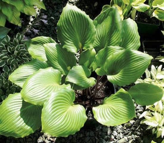 Cherry Flip Hosta - Shade Perennial Red Petiole Hosta Plant – NH Hostas
