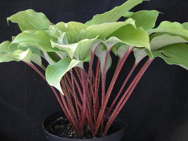 Buy Red Petiole Hostas - Unusual Hosta Plants Have Red Stems – NH Hostas