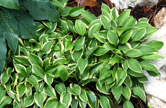 Buy Minature Hostas Online - Mini Hosta Plants Are Perfect As Border ...