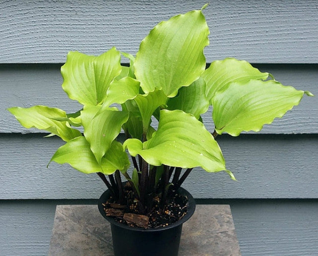 Buy Gold Hostas - Add A Drop Of Sunshine To Your Garden With A Golden ...