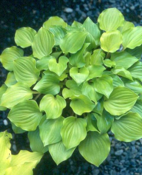 Buy Minature Hostas Online - Mini Hosta Plants Are Perfect As Border ...