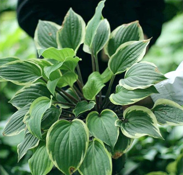 Buy Red Petiole Hostas - Unusual Hosta Plants Have Red Stems – NH Hostas