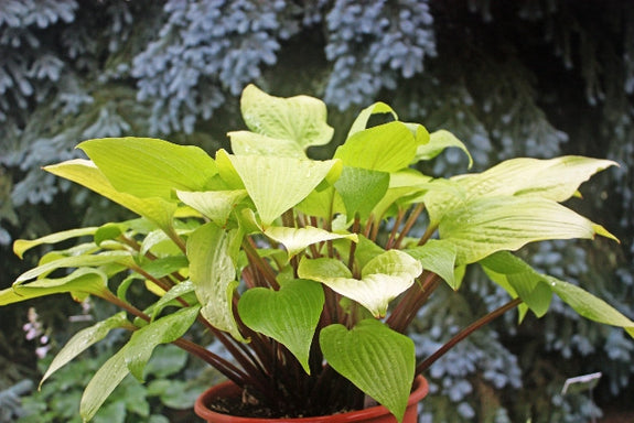 Buy Red Petiole Hostas - Unusual Hosta Plants Have Red Stems – NH Hostas