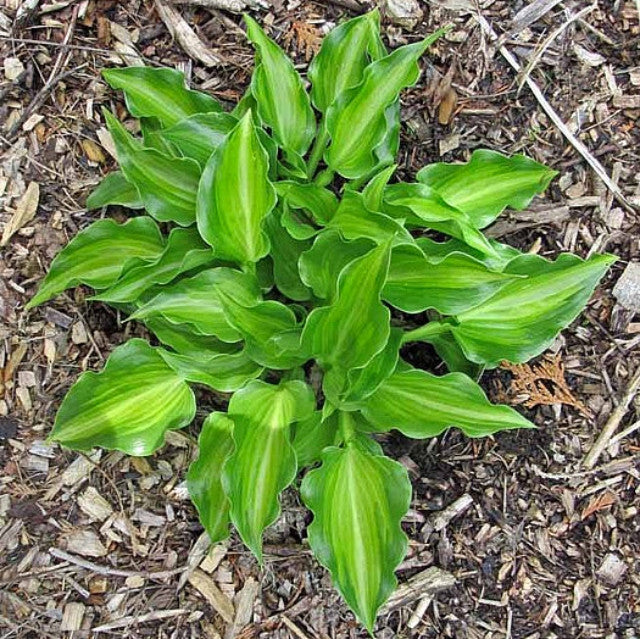 Devon Cloud Hosta - 4.5 Inch Container (NEW For 2023!) – NH Hostas