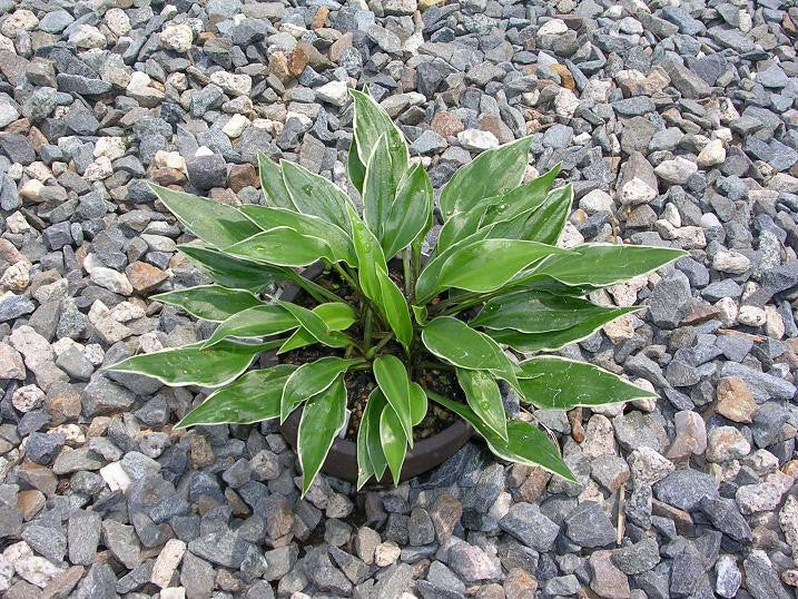 Buy Minature Hostas Online - Mini Hosta Plants Are Perfect As Border ...