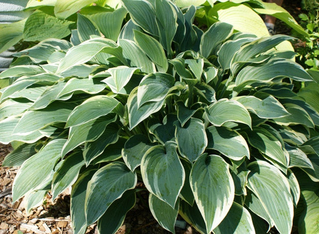 Hostas by Color | Choose Blue Green Gold White and Varigated Hostas ...