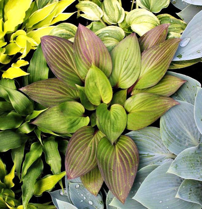 Buy Red Petiole Hostas - Unusual Hosta Plants With Red Stems – NH Hostas