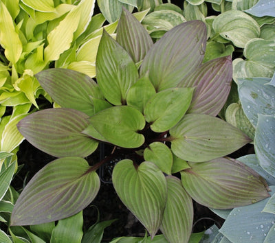 Buy Red Petiole Hostas - Unusual Hosta Plants Have Red Stems – NH Hostas