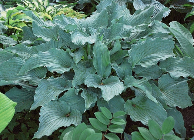 Fleet Week Hosta - 4.5 Inch Container (NEW For 2022!) – NH Hostas