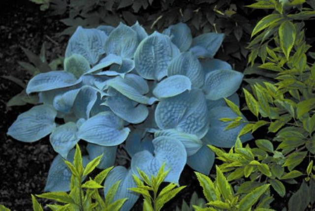 Buy Blue Hostas - Give Your Garden True Blue Colors – NH Hostas