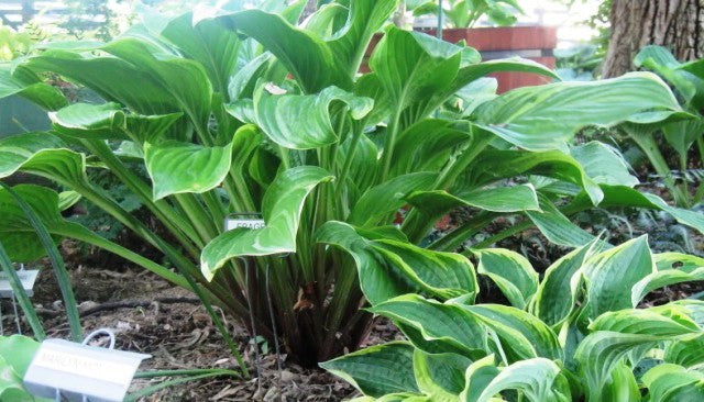 Fragrant Fire Hosta- Fragrant Hostas With Red Petioles – NH Hostas