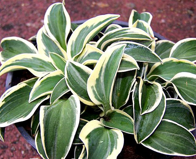 Buy Minature Hostas Online - Mini Hosta Plants Are Perfect As Border ...