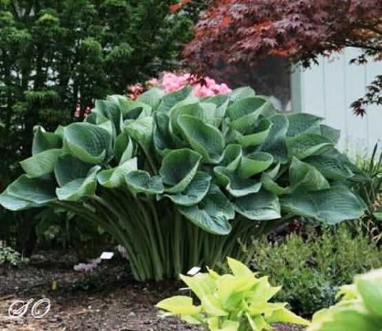 Buy Giant Hostas - Add Giant Hosta Cultivars - Big Hosta Plants Make An ...