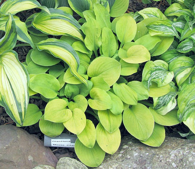 Buy Minature Hostas Online - Mini Hosta Plants Are Perfect As Border ...
