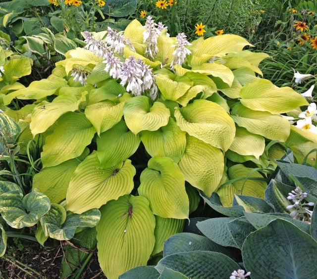Gold Angel Hosta - 4.5 Inch Container (NEW For 2022!) – NH Hostas