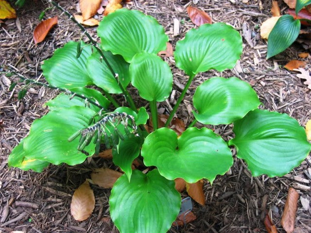 Buy Red Petiole Hostas - Unusual Hosta Plants Have Red Stems – NH Hostas