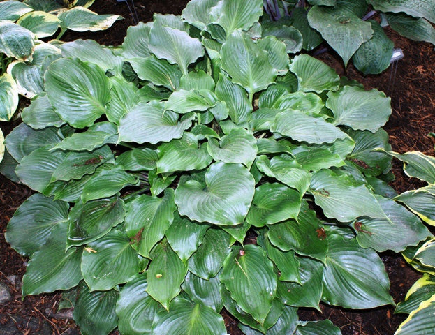 Grand Slam Hosta - Shade Perennial Medium Hosta Plant – NH Hostas
