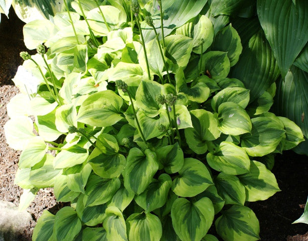 Hostas by Color | Choose Blue Green Gold White and Varigated Hostas ...
