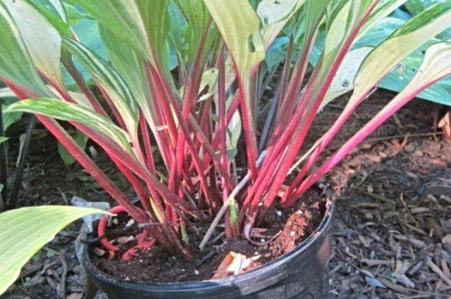 Grateful Red Hosta - 4.5 Inch Container (NEW For 2024!) – NH Hostas