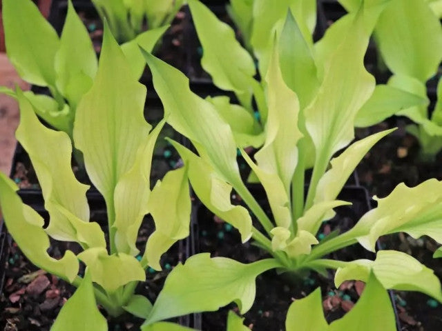 Buy Minature Hostas Online - Mini Hosta Plants Are Perfect As Border ...