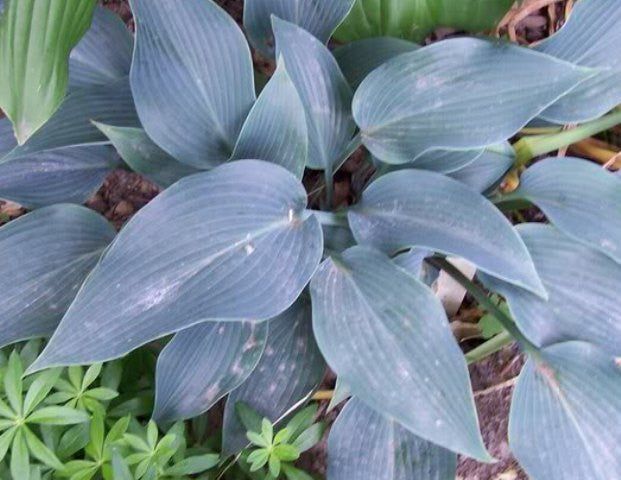 Buy Hostas Online From NH Hostas - Alphabetically H-P