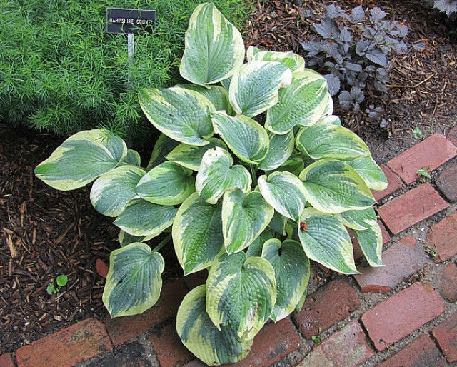 Buy Hostas Online From NH Hostas - Alphabetically H-P