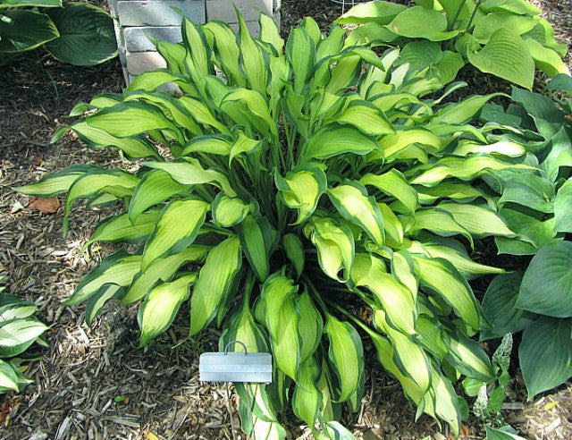 Buy Hostas Online From NH Hostas - Alphabetically H-P
