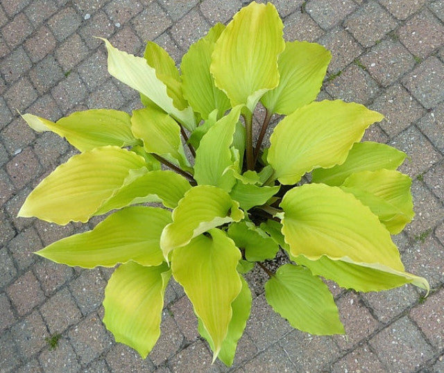 Holar Sunset Python Hosta - 4.5 Inch Container (NEW For 2021!) – NH Hostas