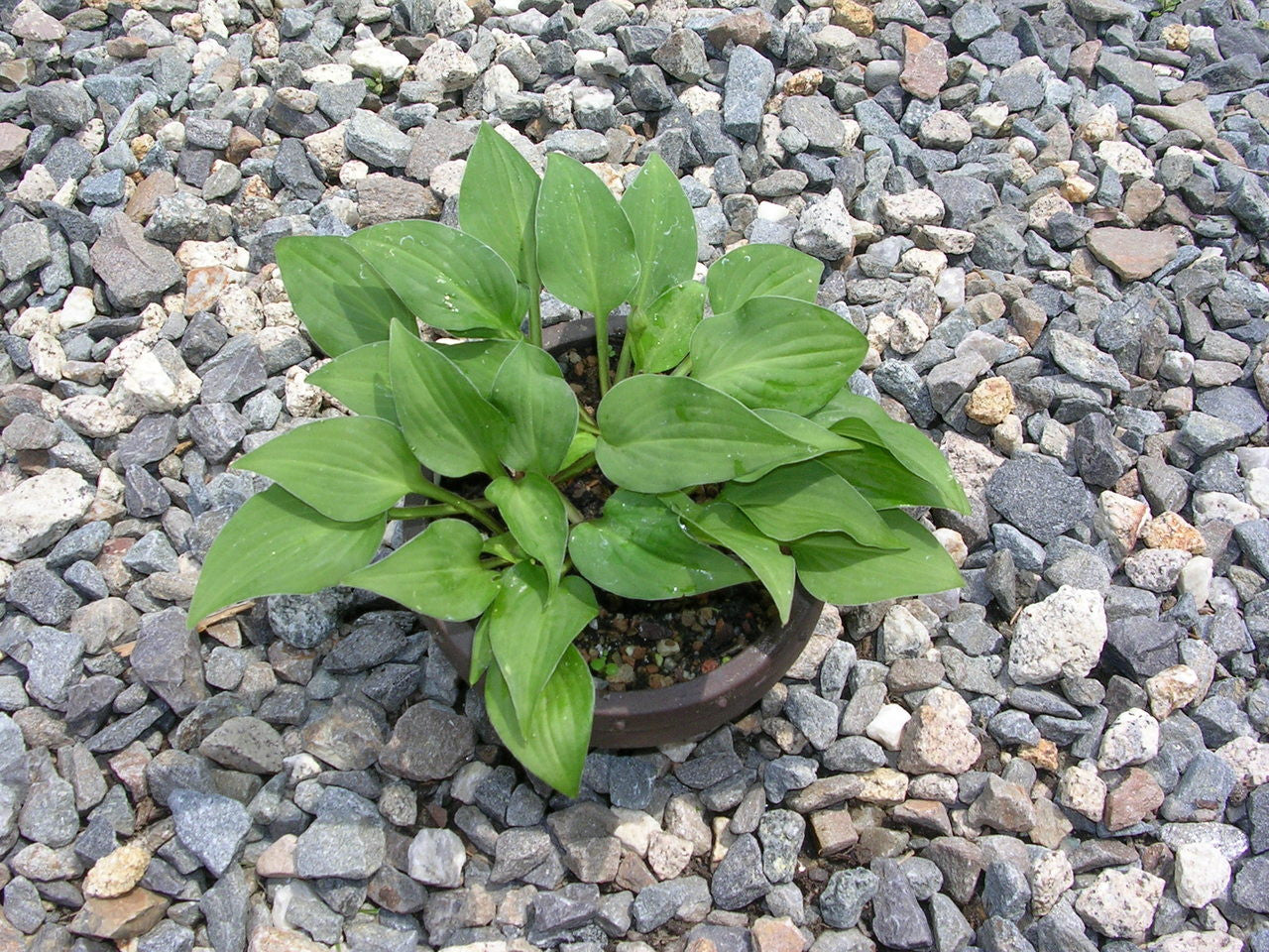 Buy Minature Hostas Online - Mini Hosta Plants Are Perfect As Border ...