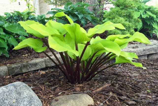 Buy Red Petiole Hostas - Unusual Hosta Plants Have Red Stems – NH Hostas