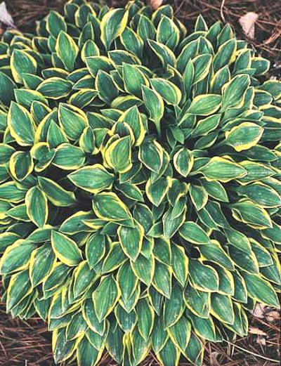 Buy Minature Hostas Online - Mini Hosta Plants Are Perfect As Border ...