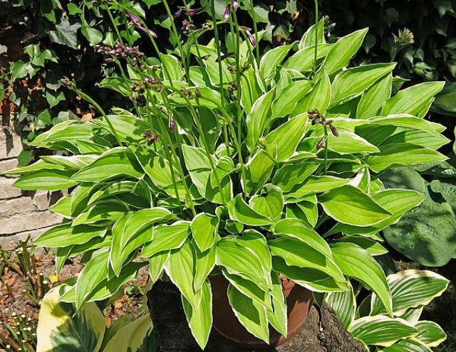 Iced Lemon Hosta - 3 Inch Container (NEW For 2023!) – NH Hostas