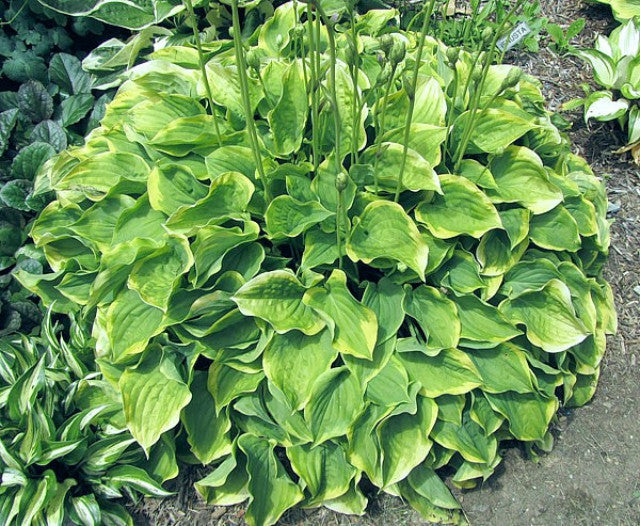 Hostas by Color | Choose Blue Green Gold White and Varigated Hostas ...