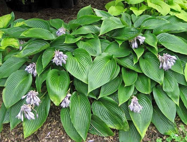 Buy Green Hostas In An Intriguing Variety Of Shades – NH Hostas
