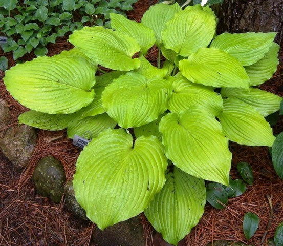 Buy Gold Hostas - Add A Drop Of Sunshine To Your Garden With A Golden ...