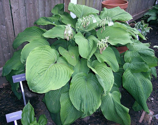 Buy Green Hostas In An Intriguing Variety Of Shades – NH Hostas