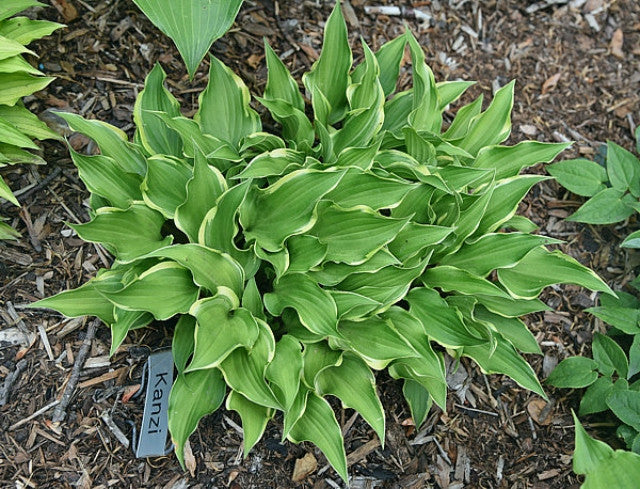 Buy Red Petiole Hostas - Unusual Hosta Plants Have Red Stems – NH Hostas