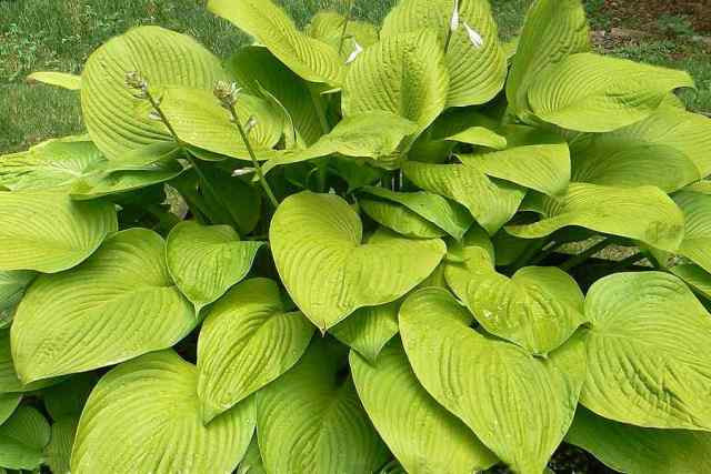 Buy Gold Hostas - Add A Drop Of Sunshine To Your Garden With A Golden ...