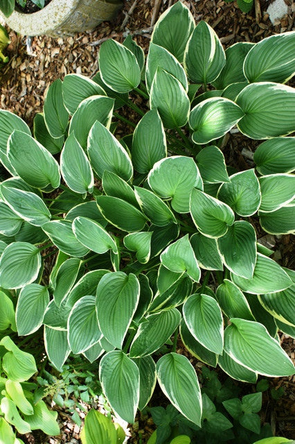Krossa Cream Edge Hosta- Shade Perennial Small Hosta Plant – NH Hostas