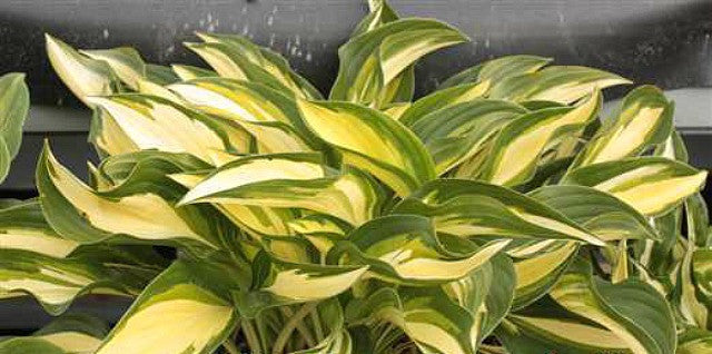 Buy Minature Hostas Online - Mini Hosta Plants Are Perfect As Border ...