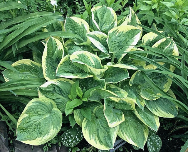 Lakeside Cupid's Cup Hosta - 4.5 Inch Container (NEW For 2022!) – NH Hostas