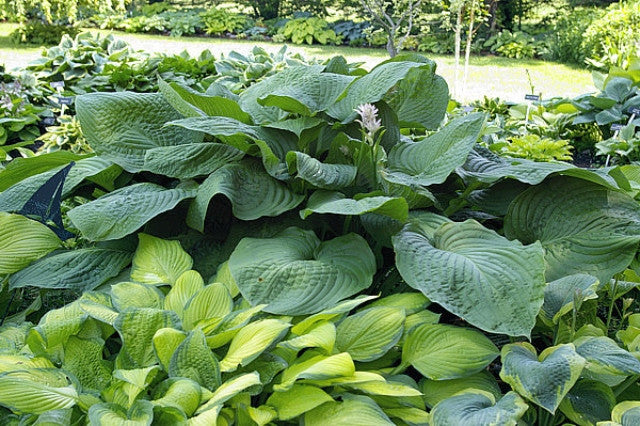 Lakeside Maverick Hosta - 4.5 Inch Container (NEW For 2021!) – NH Hostas