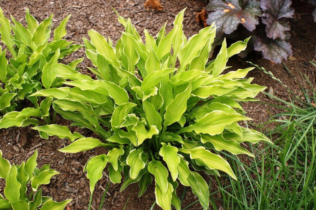 Buy Minature Hostas Online - Mini Hosta Plants Are Perfect As Border ...