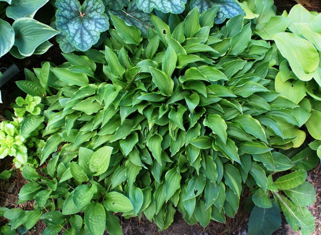 Lemon Delight Hosta - Shade Perennial Small Hosta Plant – NH Hostas