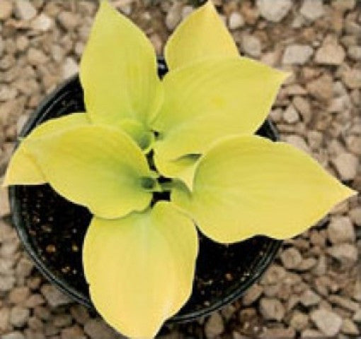 Hostas by Color | Choose Blue Green Gold White and Varigated Hostas ...