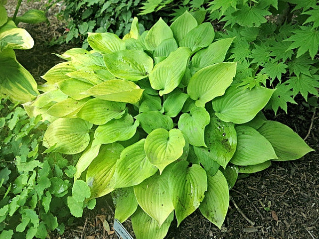 Buy Gold Hostas - Add A Drop Of Sunshine To Your Garden With A Golden ...
