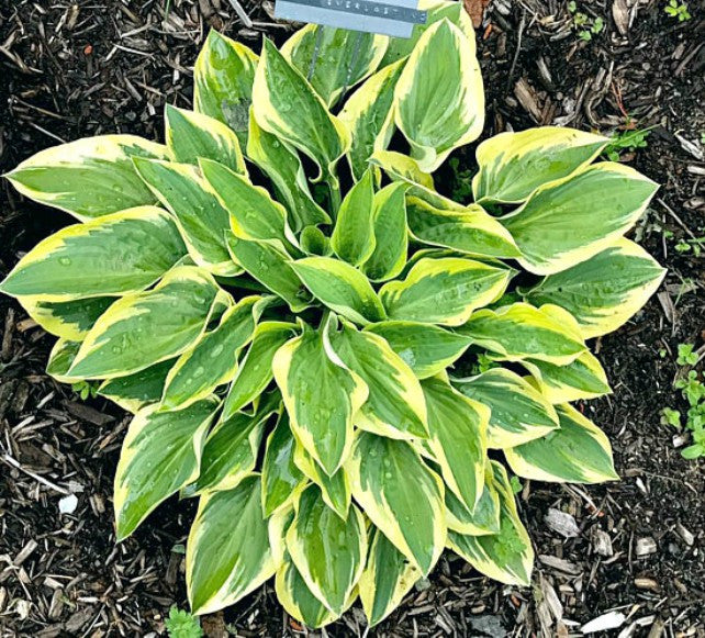 Hostas by Color | Choose Blue Green Gold White and Varigated Hostas ...