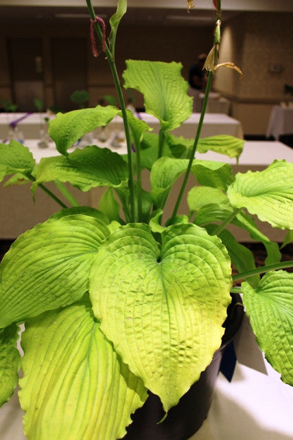 Lime Ripples Hosta - Shade Perennial Large Gold Hosta Plant – NH Hostas