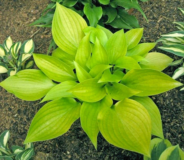 Limetini Hosta - 3 Inch Container (NEW For 2024!) – NH Hostas