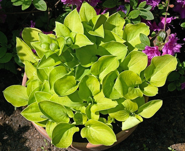 Limey Lisa Hosta - Shade Perennial Small Gold Hosta Plant – NH Hostas